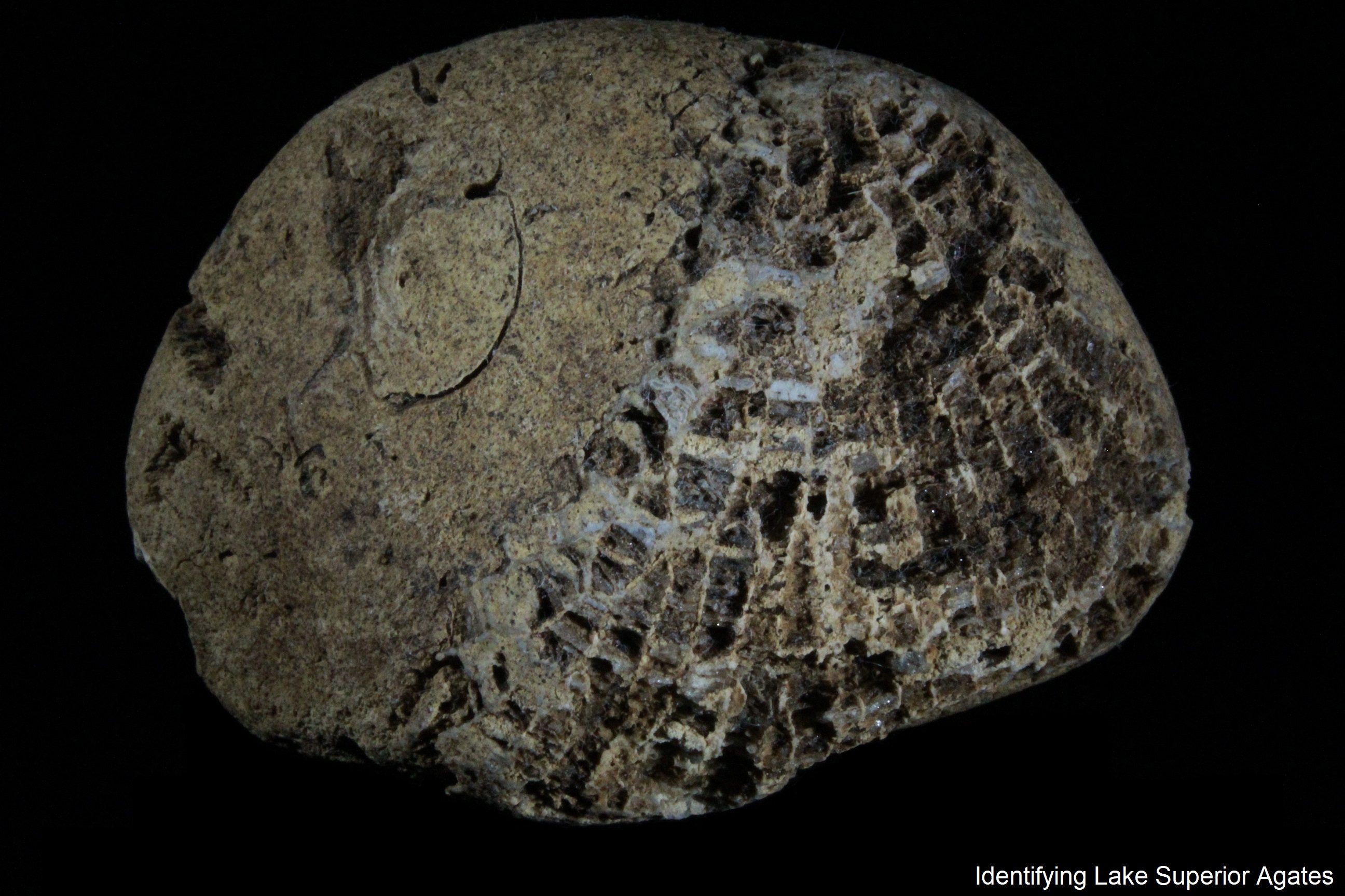 Fossilized Coral